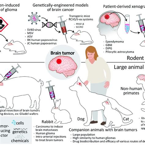 In Vitroin Silico Predictive Brain Tumor Models Identify Candidate Download Scientific Diagram
