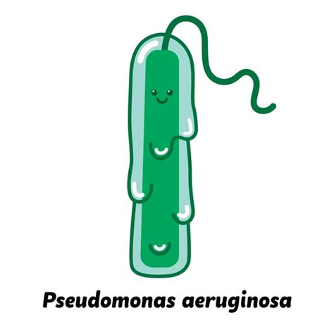 Mucoid Bacteria R Medlabprofessionals