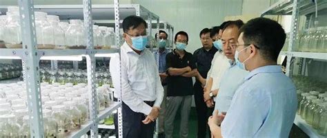 任步学带队赴镇巴县调研农业科技支撑特色产业发展工作产业园区育种市场