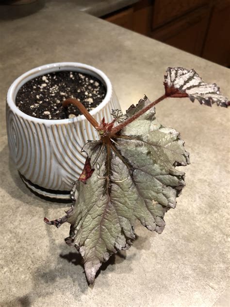 Odd Begonia Propagation More In Comments R Houseplants