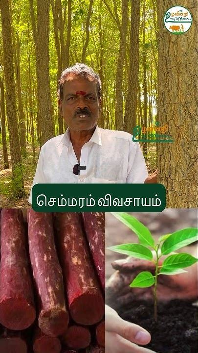 கோடிகணக்கில் வருமணம் தரும் செம்மரம் Contact 90478 24792 Shorts Tamil