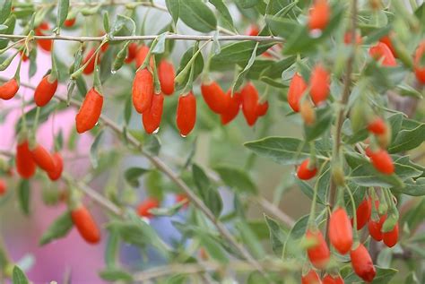 구기자의 영양성분과 효능