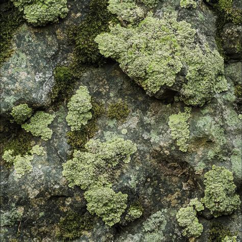 Mossy Boulder Surface Texture Background Filling Entire Screen