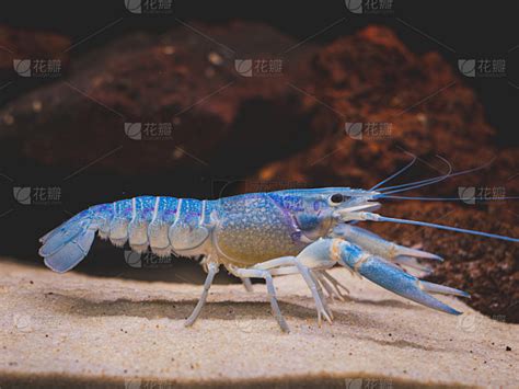 慈鲷鱼和蓝龙虾在社区水族馆玩耍