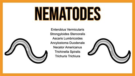 Nematodes Intestinal Parasites Youtube