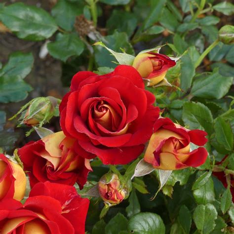 Snazee Floribunda Bush Rose £15 75 Eastcroft Roses