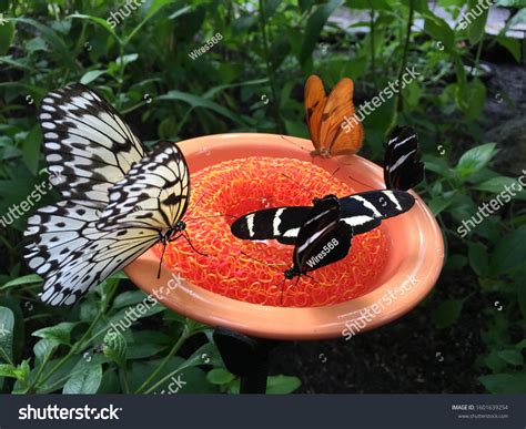 79 Cockrell Butterfly Center Royalty Free Photos And Stock Images Shutterstock