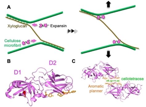 Cellulose Cell Wall