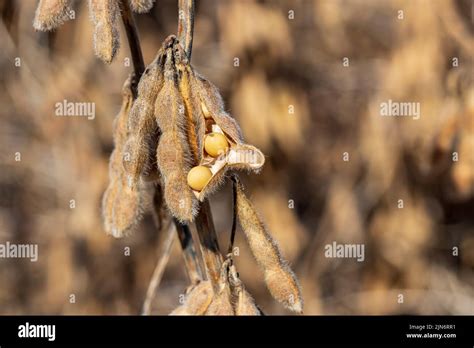 Soybean Pod Shattering With Seed In Field During Harvest Drought