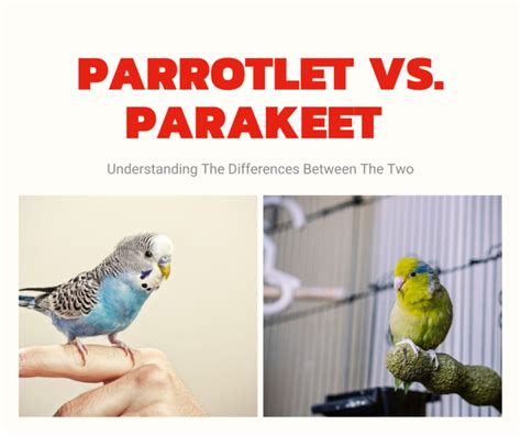 Parrotlet Vs Parakeet Understanding The Differences Between The Two