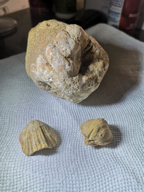 Some Fossils That I Have Found The Large One At A Sand Pit North Of