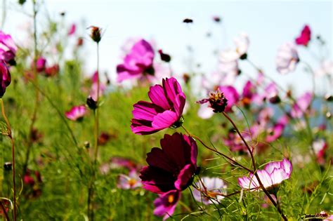 色とりどりの秋のコスモス畑 無料画像・フリー写真素材｜activephotostyle