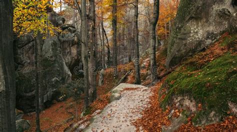 Winding Path Through Deciduous Autumn Forest Covered Fallen Leaves