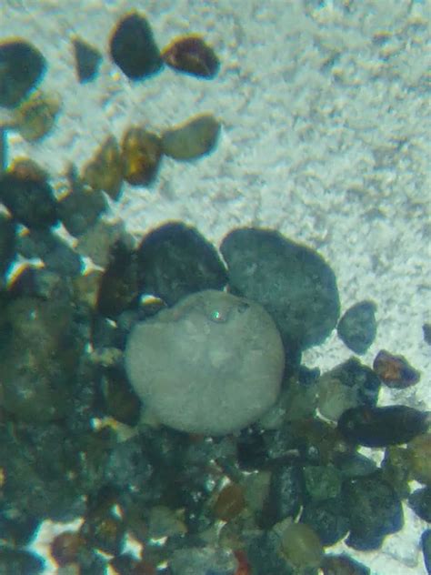 Harris Beach Structure Crater Explorer