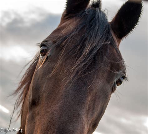 Morning Walk 18 Neighbor S Morgan Mare WindRanch Flickr