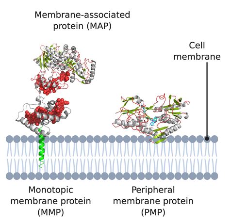 Membrane Proteins Structure