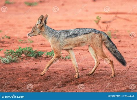 Black Back Jackal In Tsavo West National Park Kenya Africa Stock