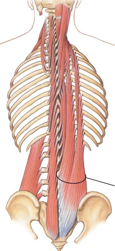 Lab 6 Muscles Of The Vertebral Column Deep Posterior View Diagram