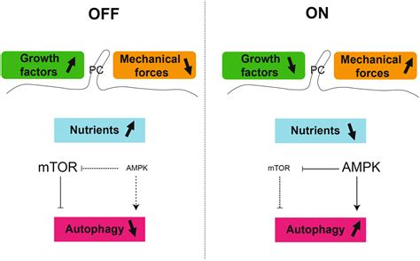 A Historical Perspective Of Macroautophagy Regulation By Biochemical
