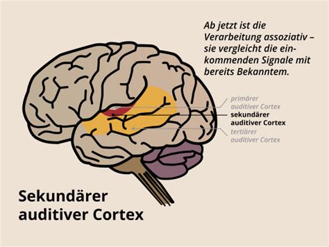 Auditiver Cortex Lern Neuro