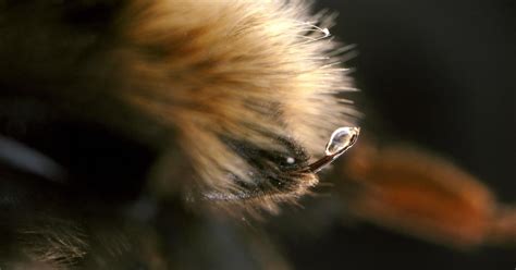 Why Do Bees Die After Stinging