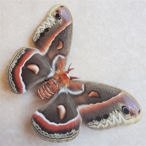 Silk Robin Moth Hyalophora Cecropia Framed Saturnidae Shadowbox Display