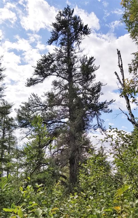 Jack Pine Tree
