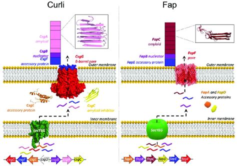 The Proteins Involved In Curli Biogenesis Are Encoded From Two Download Scientific Diagram