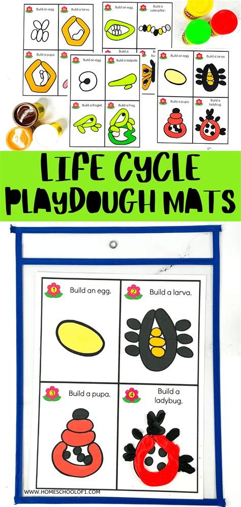 Free Life Cycle Playdough Mats For Hands On Learning