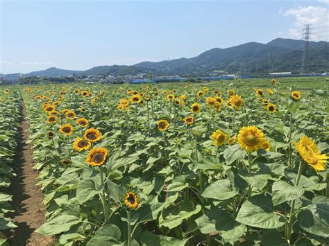 【いせはら花情報】串橋のひまわり （一社）伊勢原市観光協会 公式ホームページ