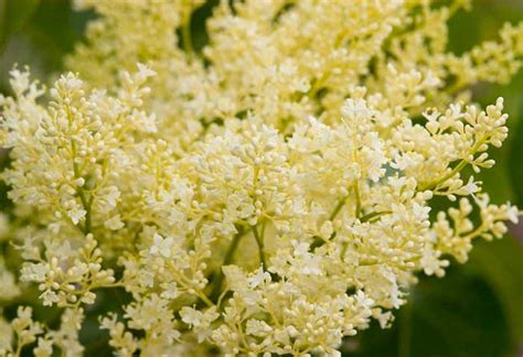 Lilac ‘snowdance Japanese Tree Morden Nurseries And Garden Centre
