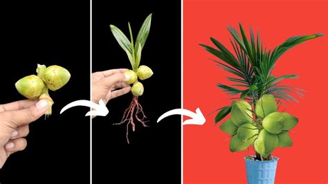 Unique Skill Grow Coconut Tree From Coconut Fruits Trees Made From