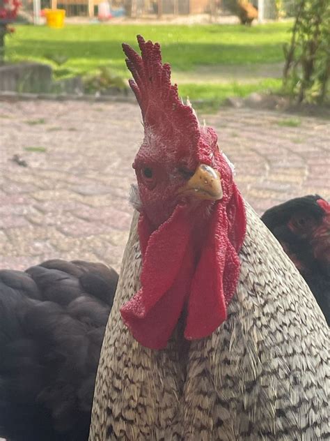 Keeping Guinea Fowl Artofit