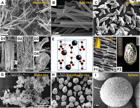 Crystal Lattice E And Morphologies Of Aragonite Sem‐morphologies Of Download Scientific