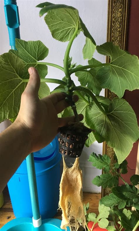 A Squash Plants Amazing Root System Gardening
