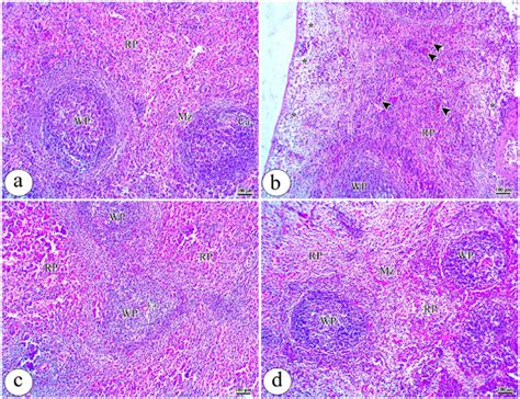 Photomicrographs Of Rat Spleen Stained With Hande Stain Presenting A Download Scientific