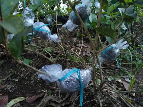 Go Agriculture Rapid Sampaguita Plant Propagation