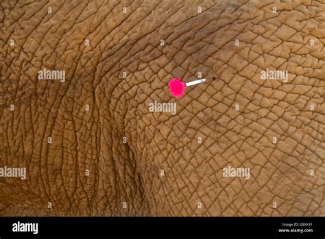 Tranquilizer Dart Stock Photos Tranquilizer Dart Stock Images Alamy