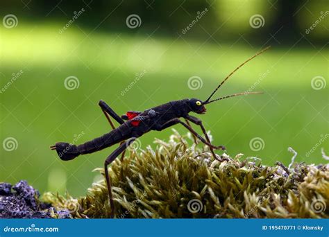 Stick Insect Peruphasma Schultei On Dry Wood With Green Background