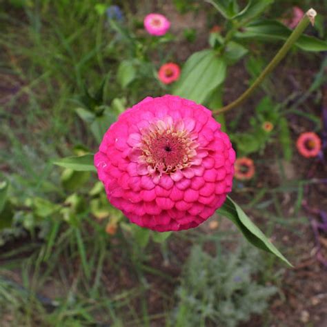 The Conscientious Scenario Youtube Music