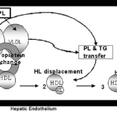 Proposed Model Of HL Displacement And Activation By HDL Alterations In