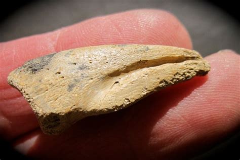 Ornithomimus Feathered Theropod Dinosaur Claw Dinosaur Claw Dinosaur