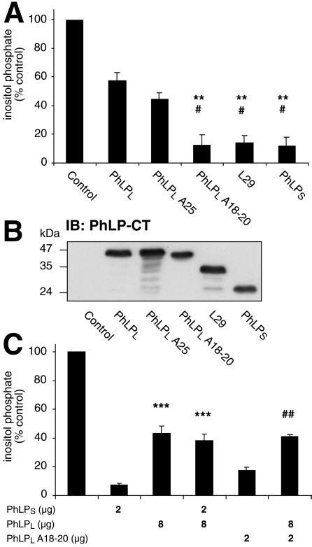 Alanine Mutation Of Ser 18 Thr 19 And Ser 20 Phlp L A18 20 But Not