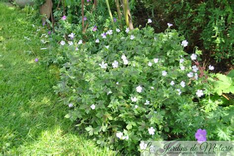 Géranium Oxonianum Katherine Adèle Les Jardins De Malorie