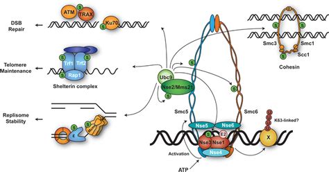 Ubiquitylation And SUMOylation Of RPA Under Conditions Of Replicative