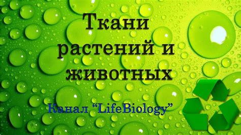 Ткани растений и животных Youtube