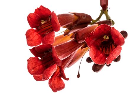 Flores De Campsis Png Vectores Psd E Clipart Para Descarga Gratuita Pngtree