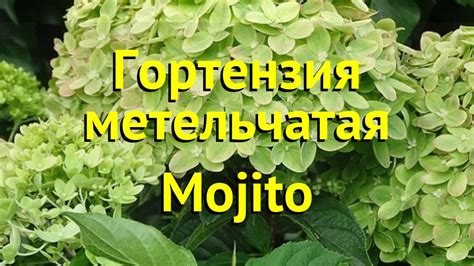 Гортензия Мохито Фото И Описание – Telegraph