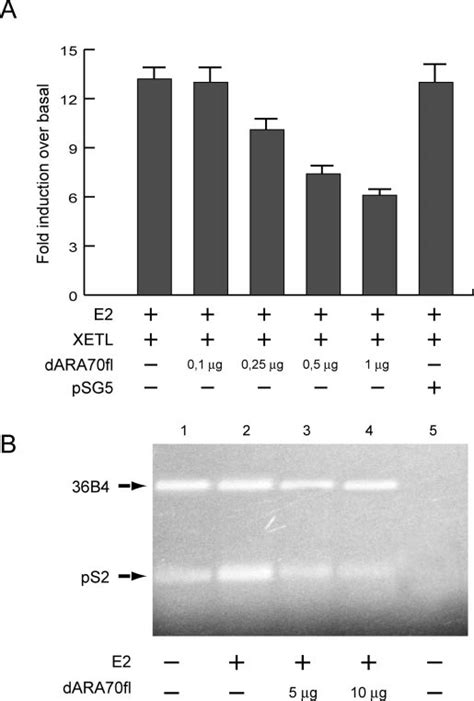 The Dominant Negative DARA70fl Inhibits ER Transactivation In MCF 7 Download Scientific