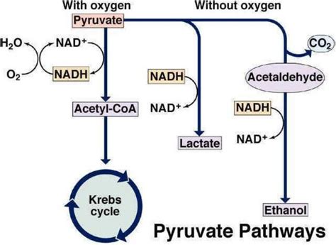 Aerobic And Anaerobic Pathways For Degradation Of Glucose Se